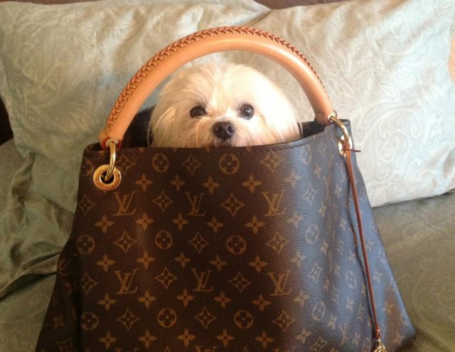 These 33 Pets and Designer Bags are a Match Made in Heaven - PurseBlog