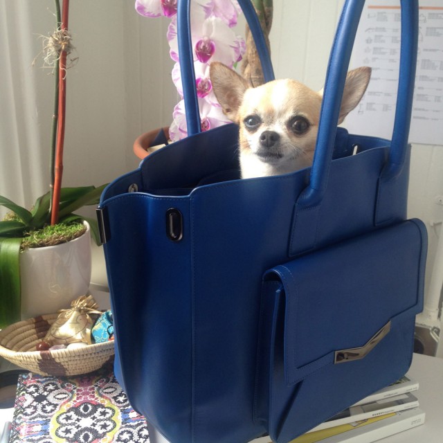 These 33 Pets and Designer Bags are a Match Made in Heaven - PurseBlog