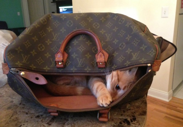 These 33 Pets and Designer Bags are a Match Made in Heaven - PurseBlog