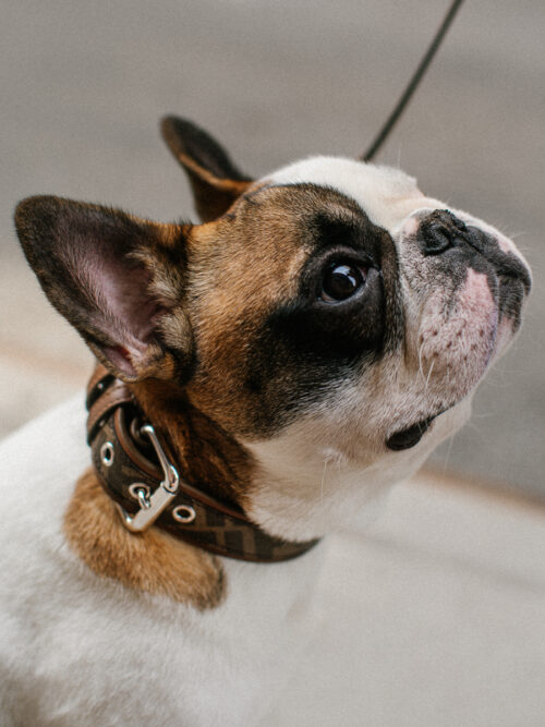 Furry Friends Rejoice: Fendi Pet Has Arrived | PurseBlog